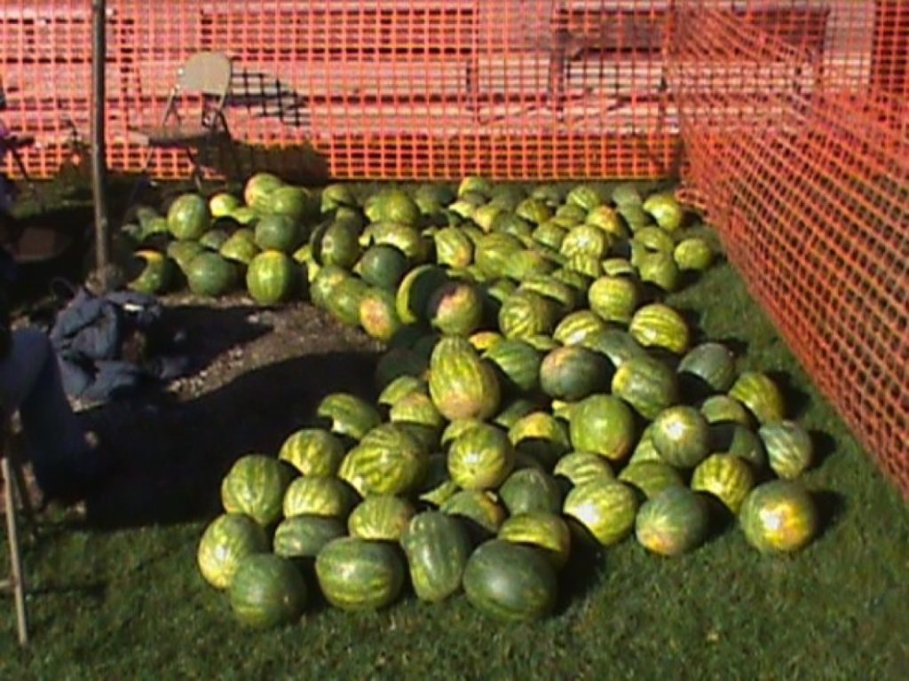 Watermelon Bust Photo 36 - Epsilon Mu Chapter | Delta Tau Delta | Ball ...